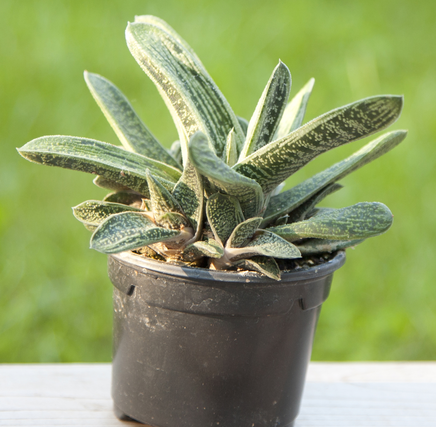 Gasteria ‘Little Warty’ – The Green Windowsill